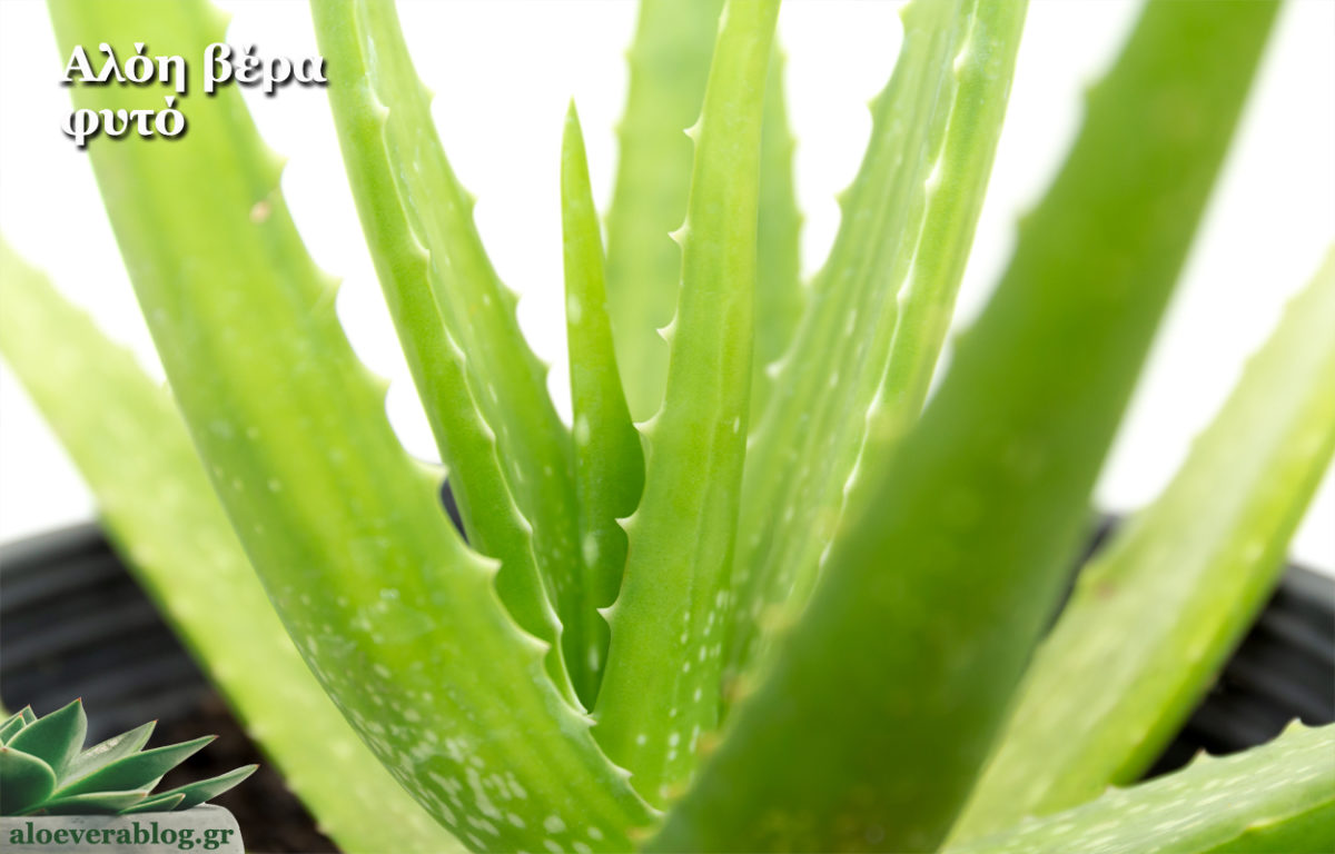 Αλόη Φυτό - Aloe Vera Φυτό - Aloe Vera Blog