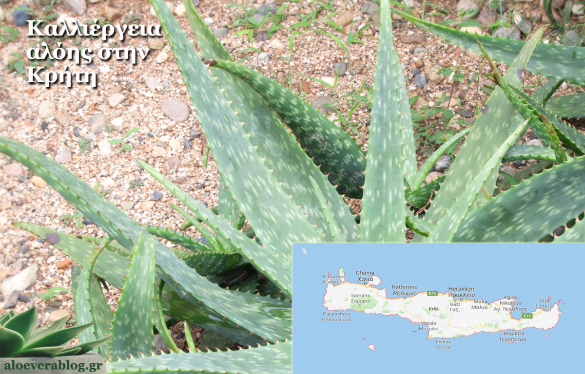 Καλλιέργεια Αλόης στην Κρήτη - Aloe Vera Καλλιέργεια στην Κρήτη - Aloe ...